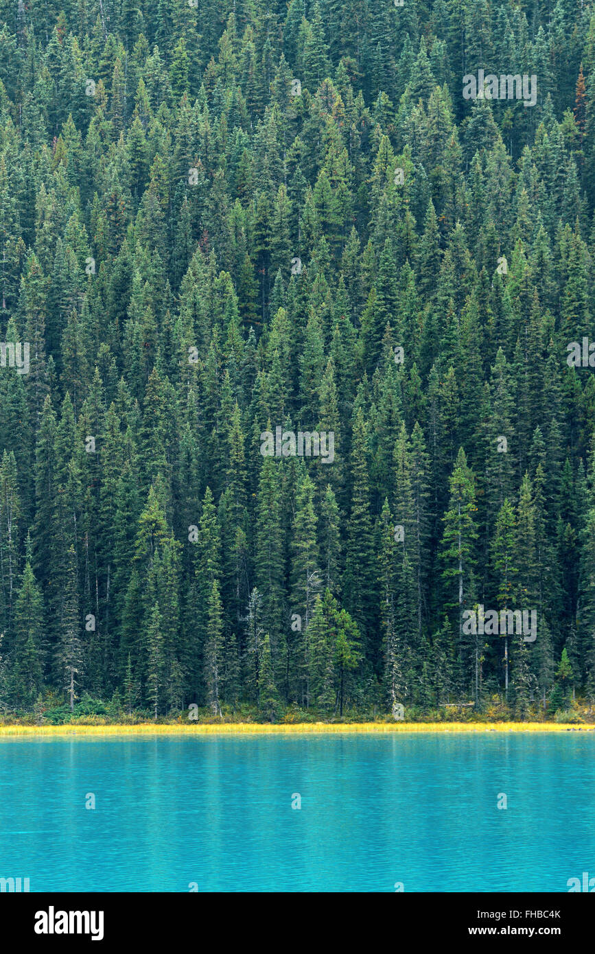 Forest at lake waterfront in Banff National Park, Canada Stock Photo ...