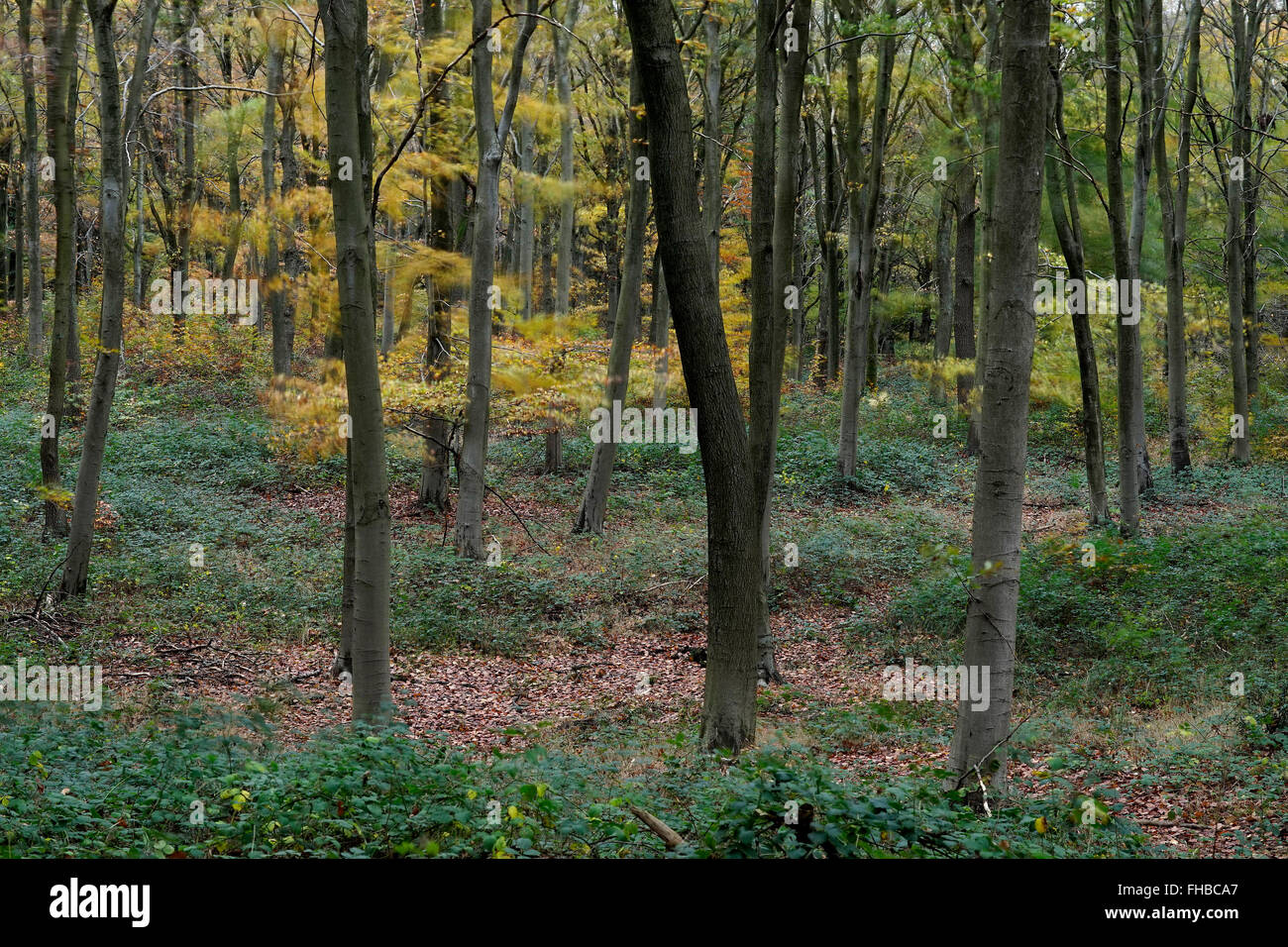 Wyre forest uk hi-res stock photography and images - Alamy