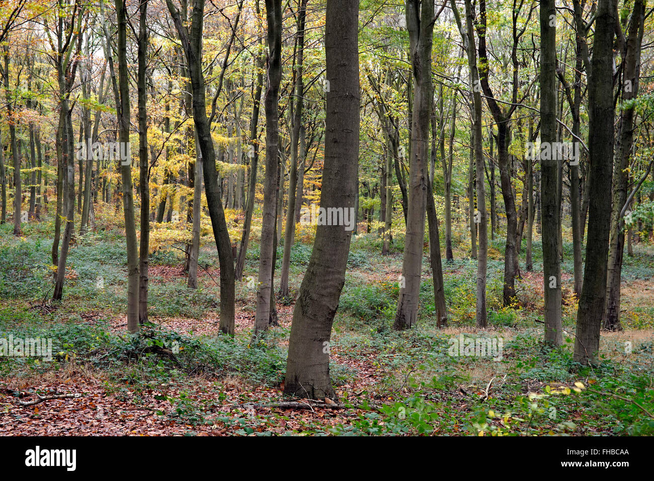 Autumn colour in the Wyre Forest near Kidderminster, Worcestershire ...