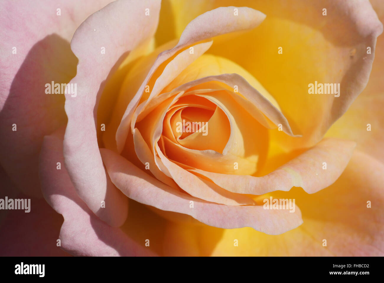 Rosa Inspiration, Hybrid-rose Stock Photo - Alamy