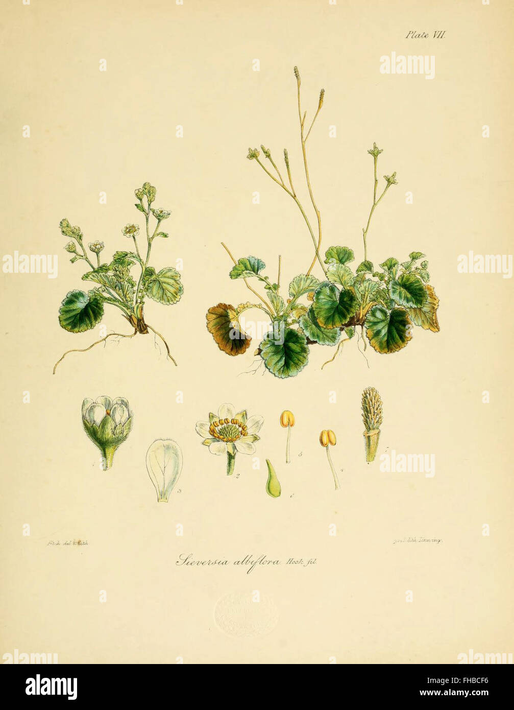 A detailed botanical study conducted during the 1839-1843 Antarctic ...