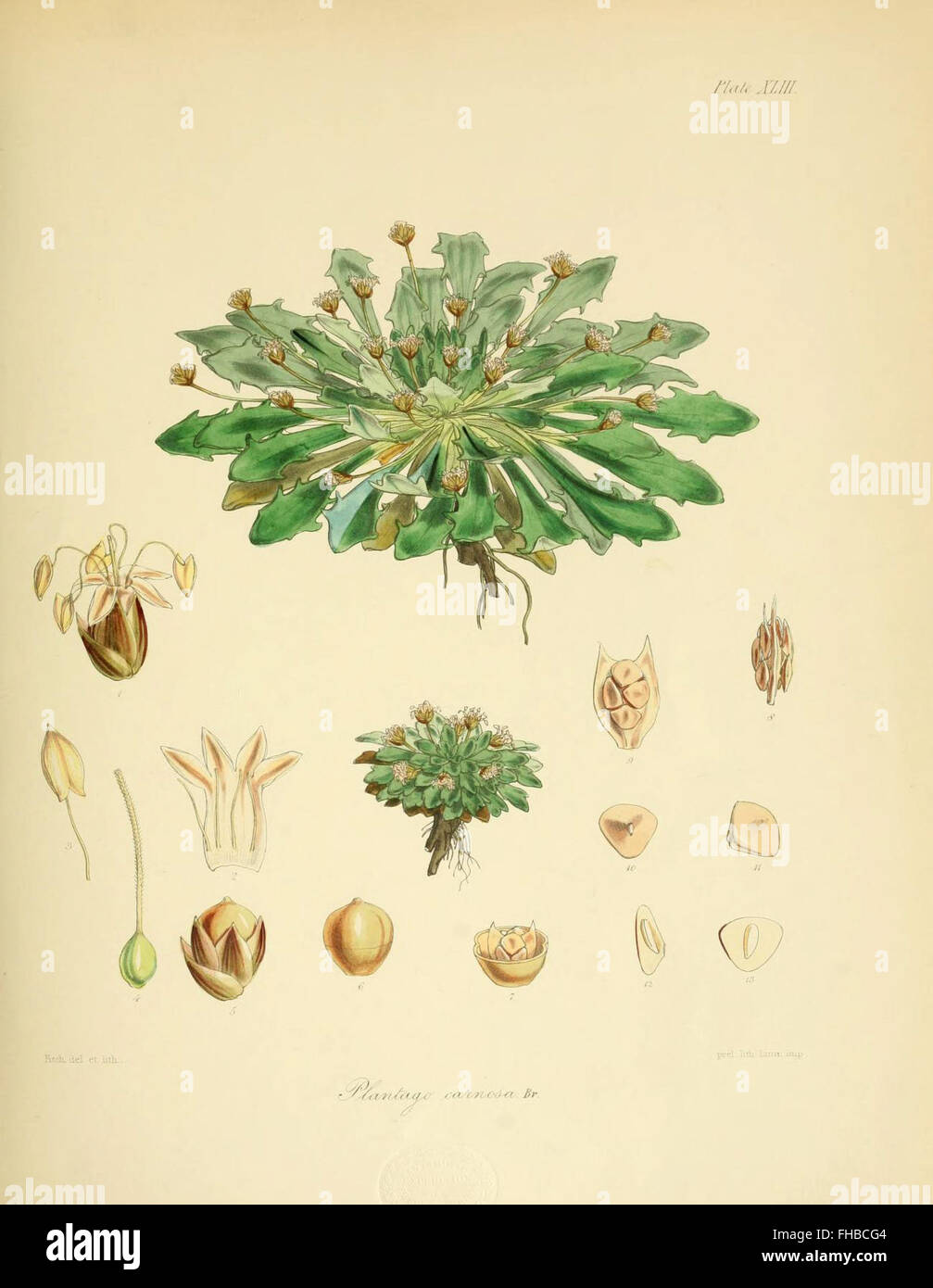 A botanical account of the Antarctic voyage conducted by H.M. ships ...