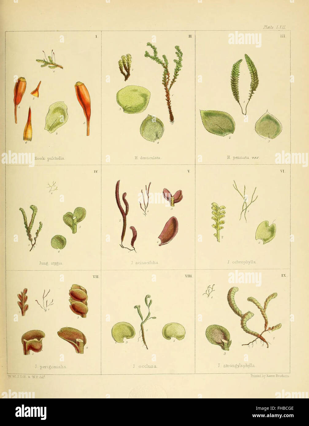 A detailed botanical survey from the Antarctic voyage of H.M.S. Erebus ...