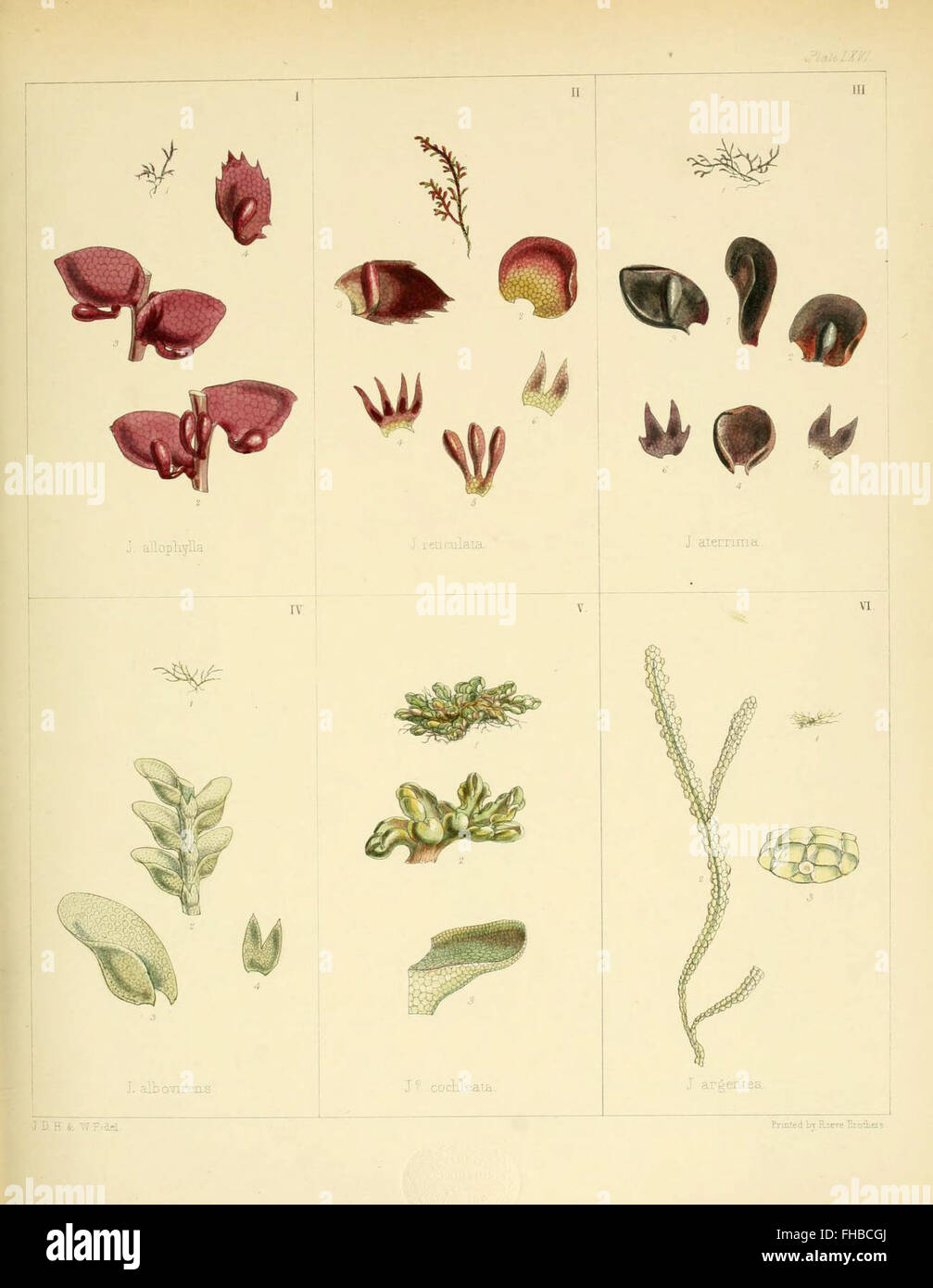 A botanical record of the plant species discovered during the Antarctic ...