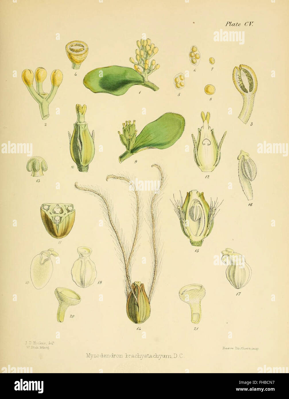 A botanical study documenting the plant life observed during the ...
