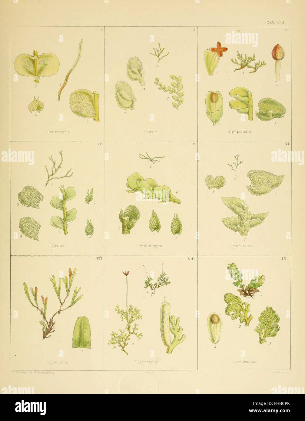 An essential botanical study from the 1839-1843 Antarctic voyage of H.M ...