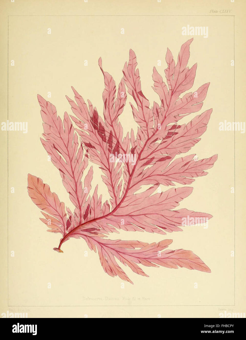 A botanical account from the Antarctic voyage of H.M. ships Erebus and ...