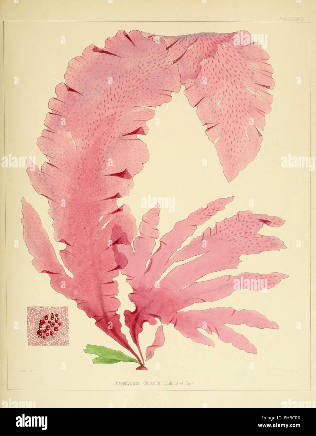 A botanical record of the plant specimens collected during the ...
