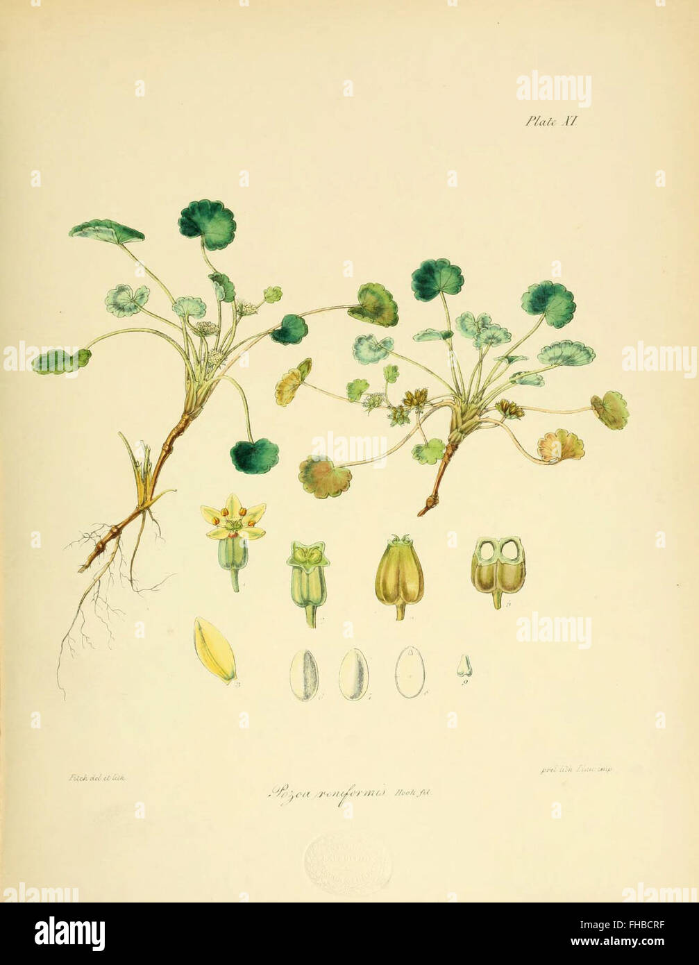 A botanical study of plants discovered during the Antarctic voyage of H ...