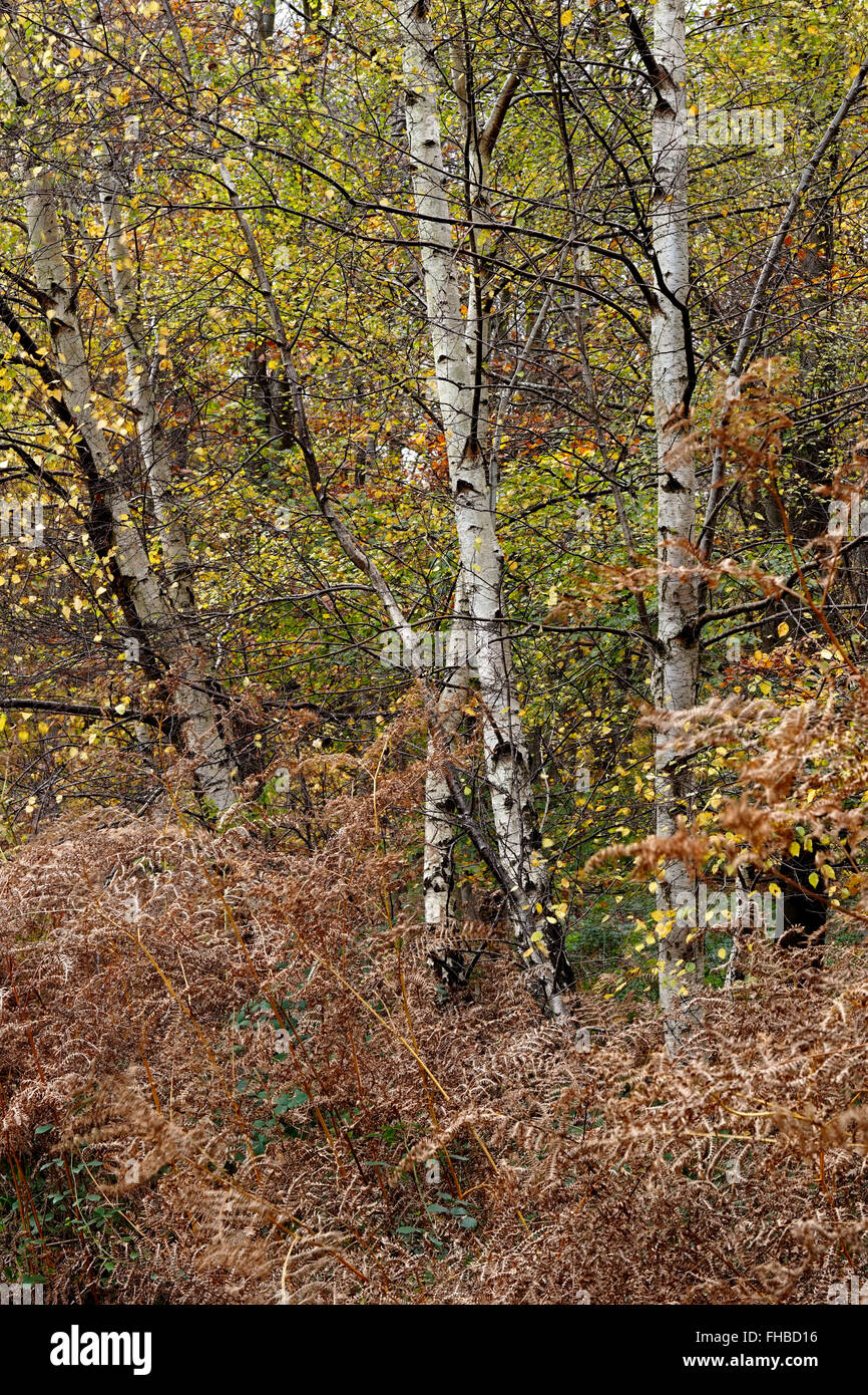 Autumn colour in the Wyre Forest near Kidderminster, Worcestershire ...
