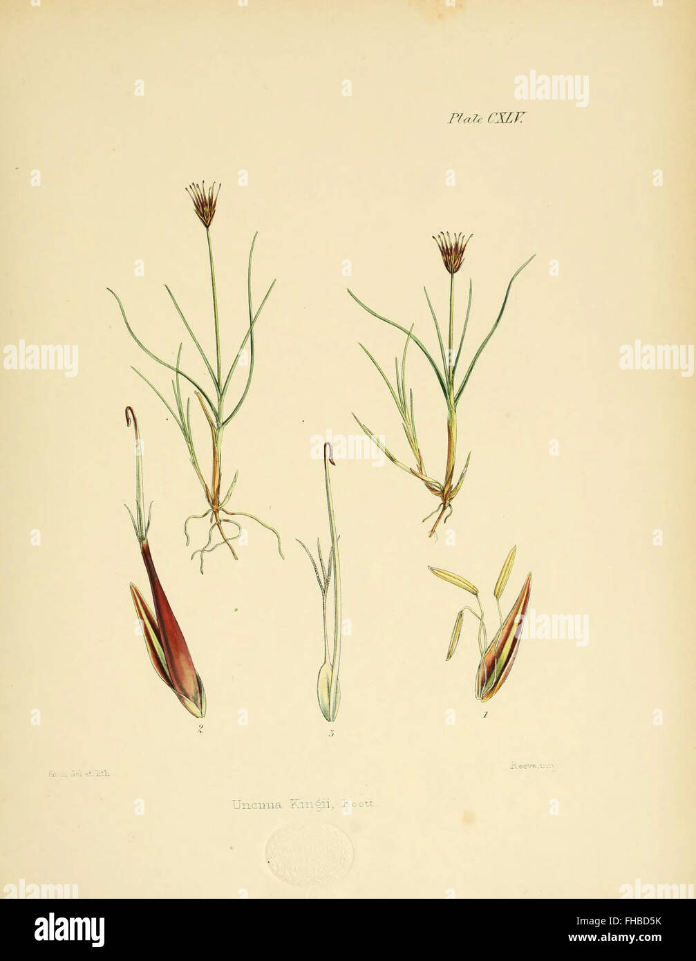 A botanical study from the Antarctic voyage of HMS Erebus and HMS ...