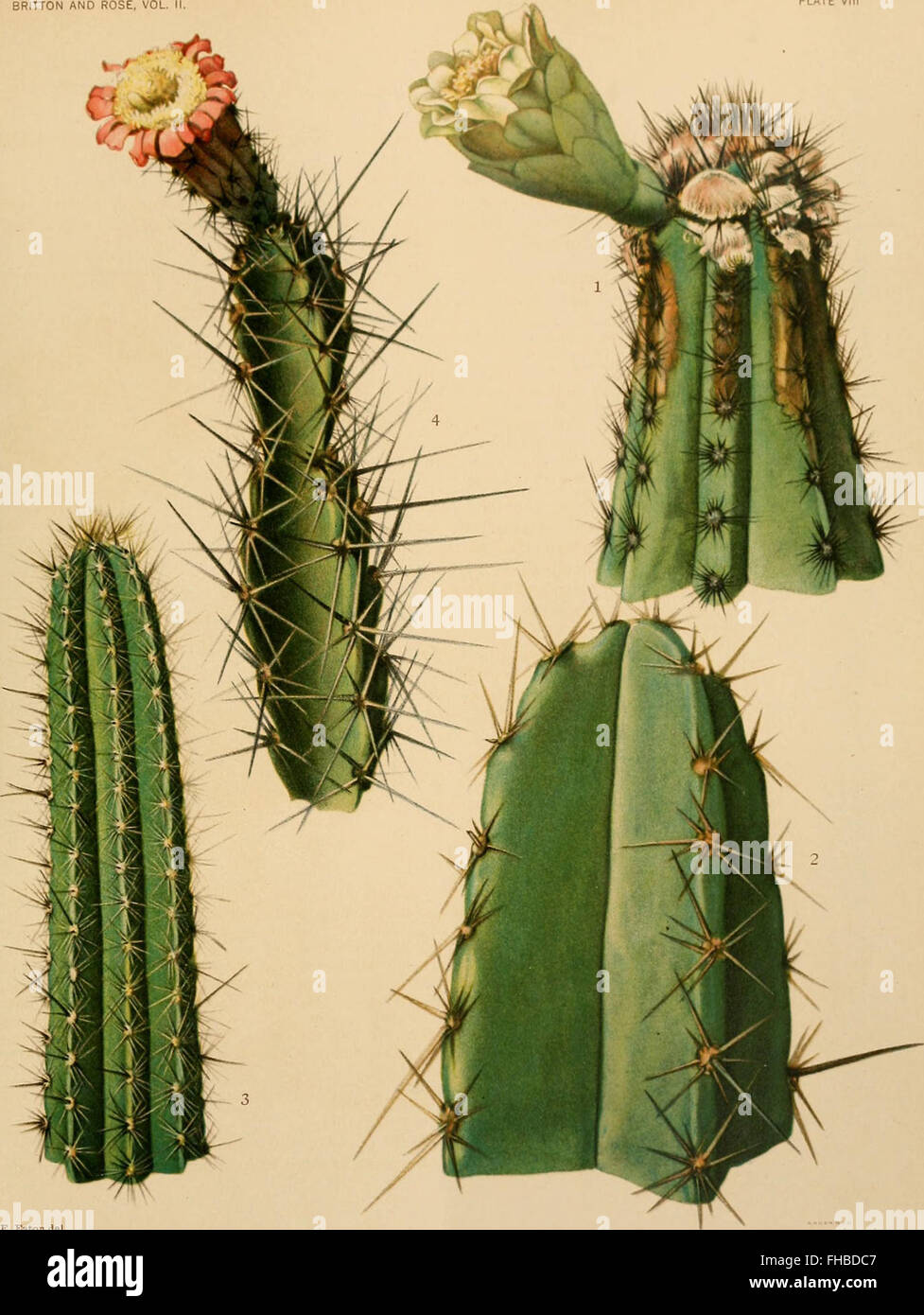 The Cactaceae, a 1919 botanical work providing detailed descriptions ...