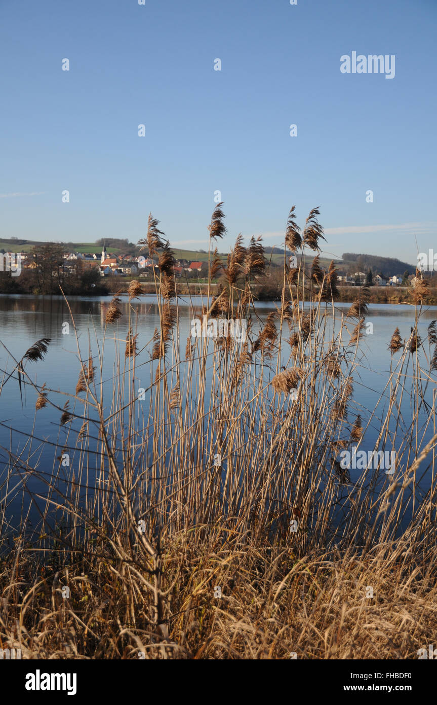 Common aquatic plant hi-res stock photography and images - Alamy