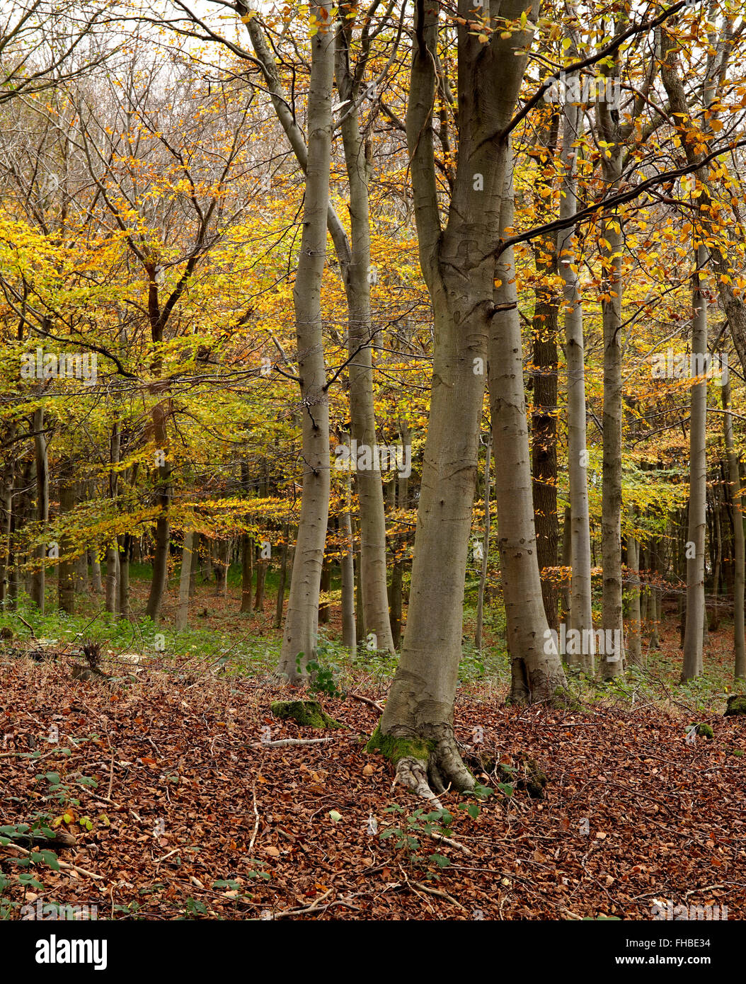Autumn colour in the Wyre Forest near Kidderminster, Worcestershire ...