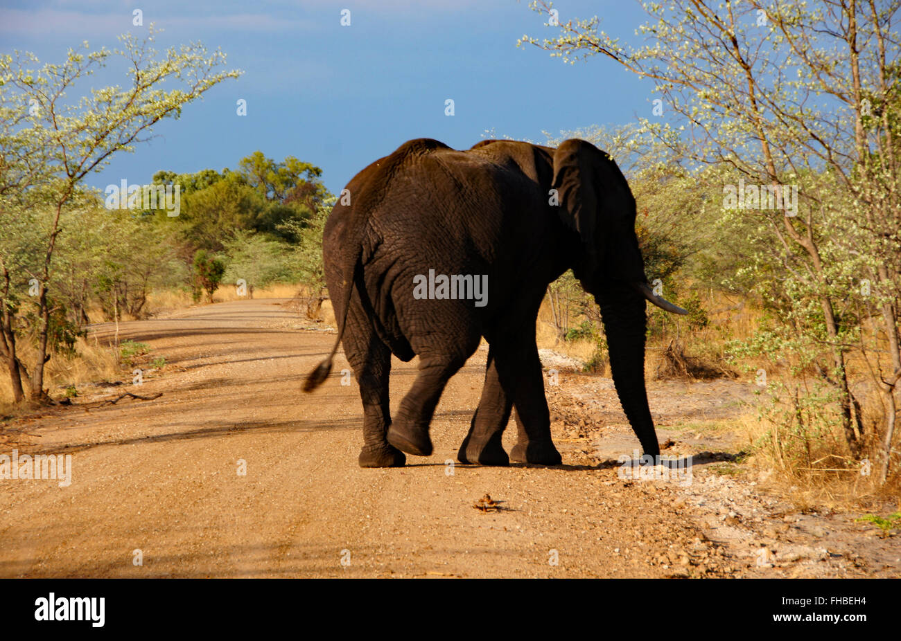 Elephant, photo taken during a safari in Namibia Stock Photo - Alamy