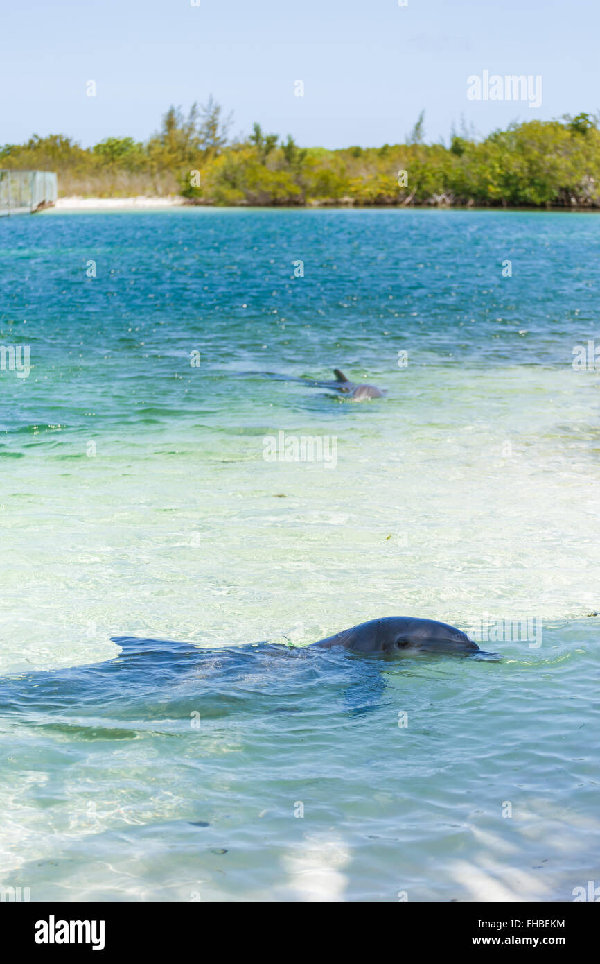 Dolphins in the caribbean sea. Cayo largo Stock Photo - Alamy