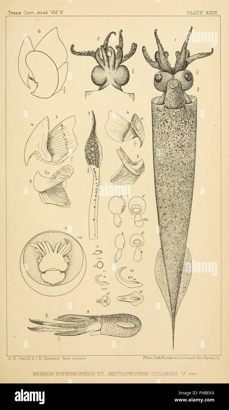 Cephalopoda giant squids atlantic coast hi-res stock photography and ...