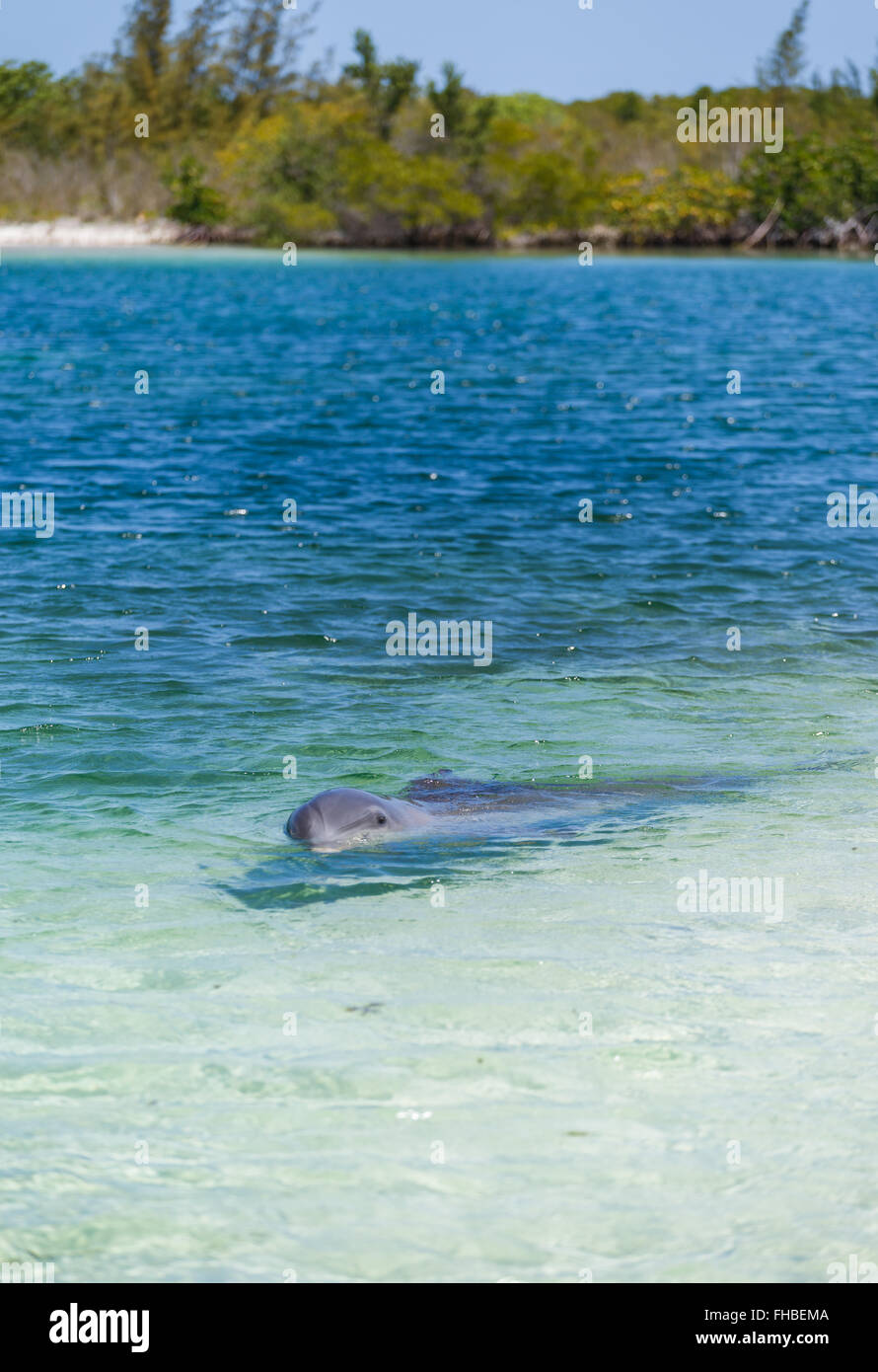 Dolphins in the caribbean sea. Cayo largo Stock Photo - Alamy