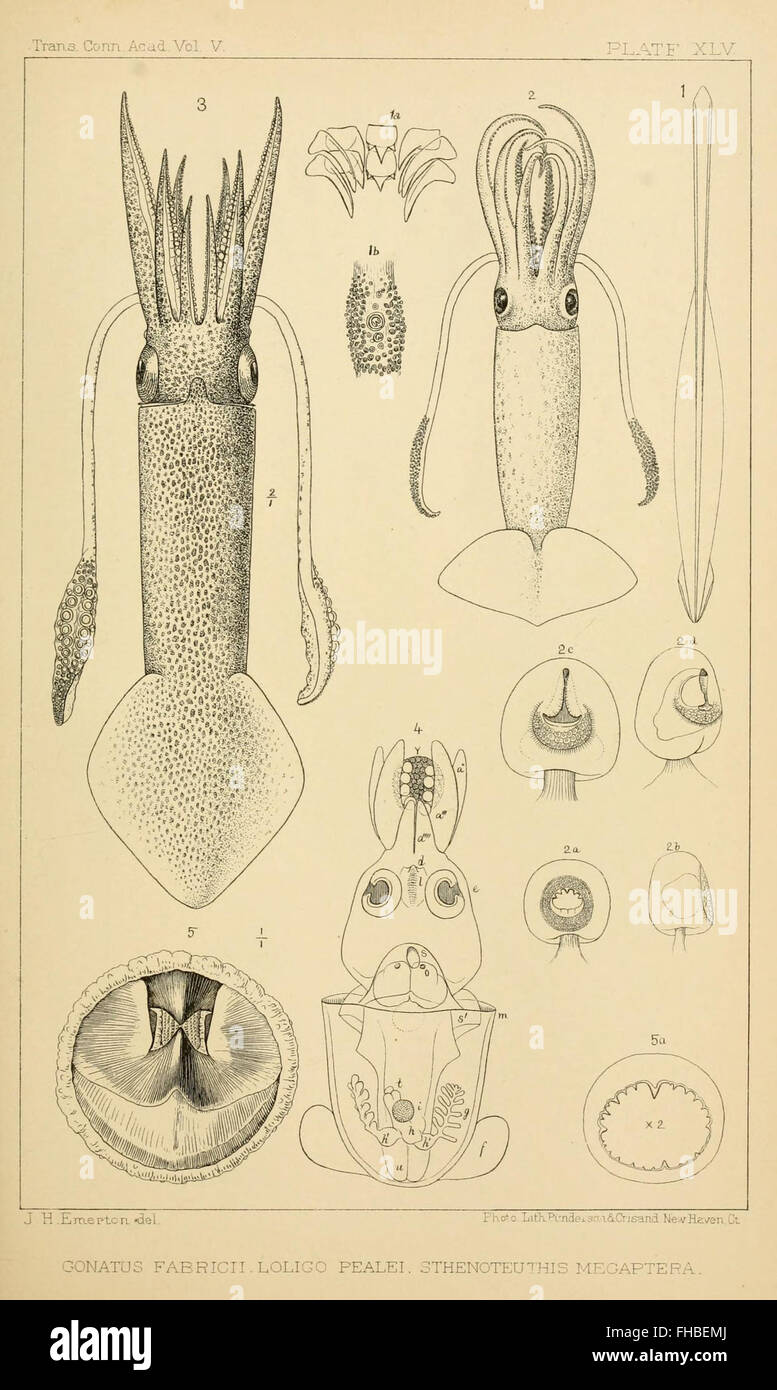 The cephalopods of the northeastern coast of America, studying Atlantic ...