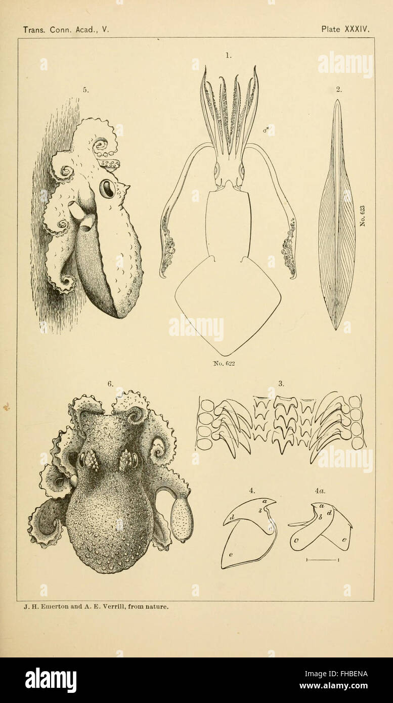The Cephalopods of the North-Eastern Coast of America provides an in ...