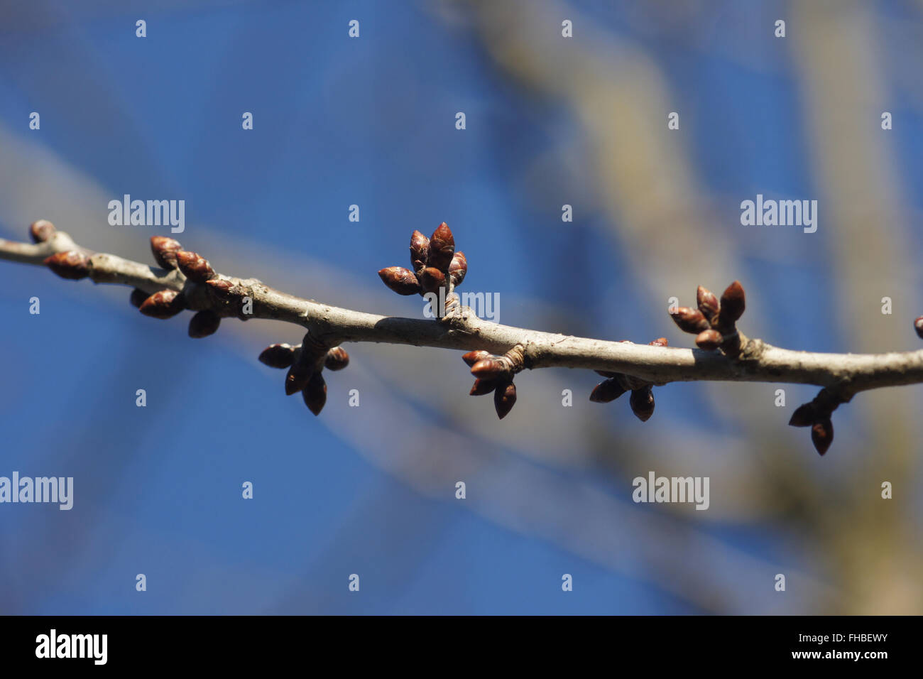 Cherry tree flower hi-res stock photography and images - Alamy