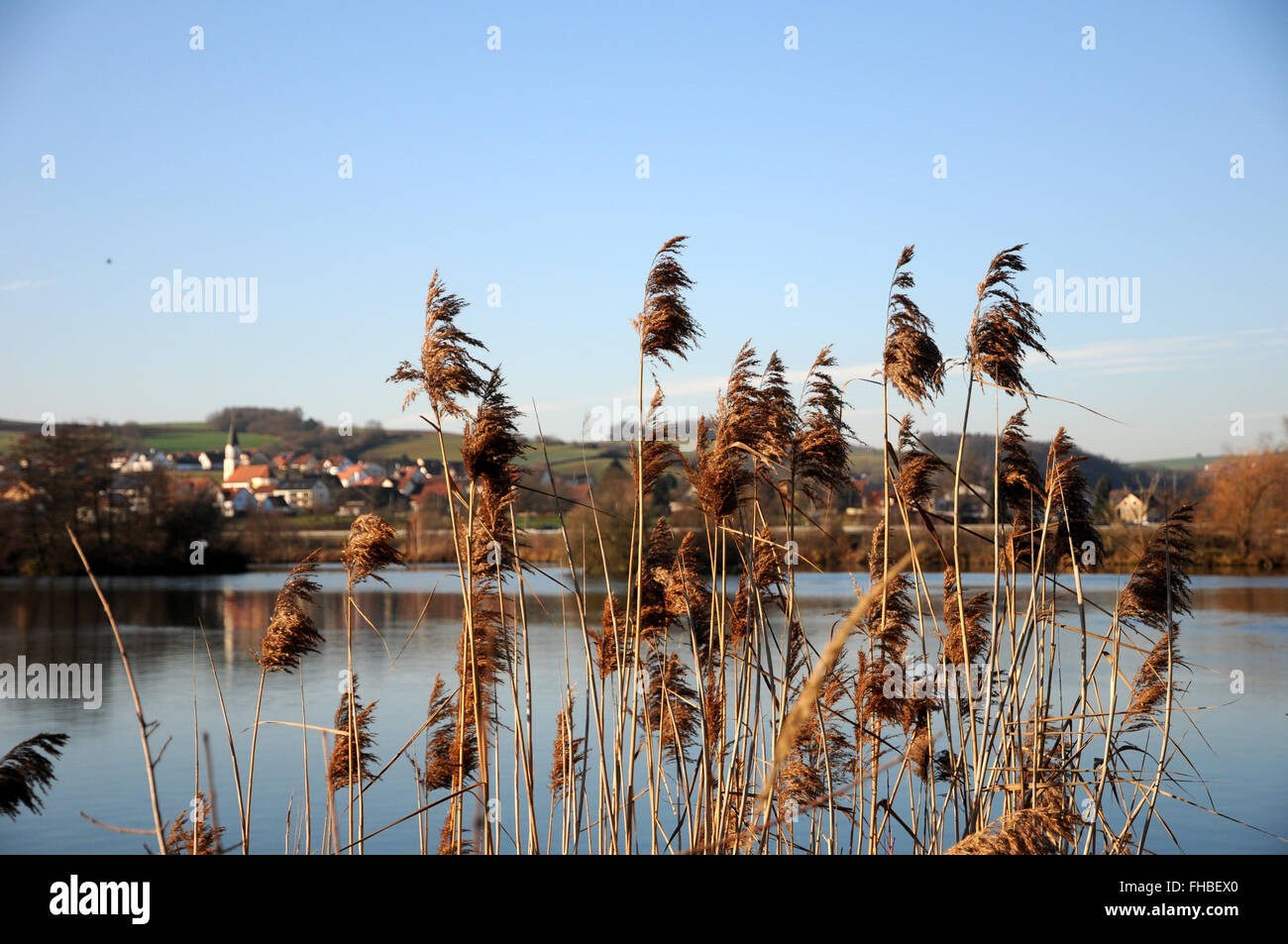 Swamp reed flowers hi-res stock photography and images - Alamy