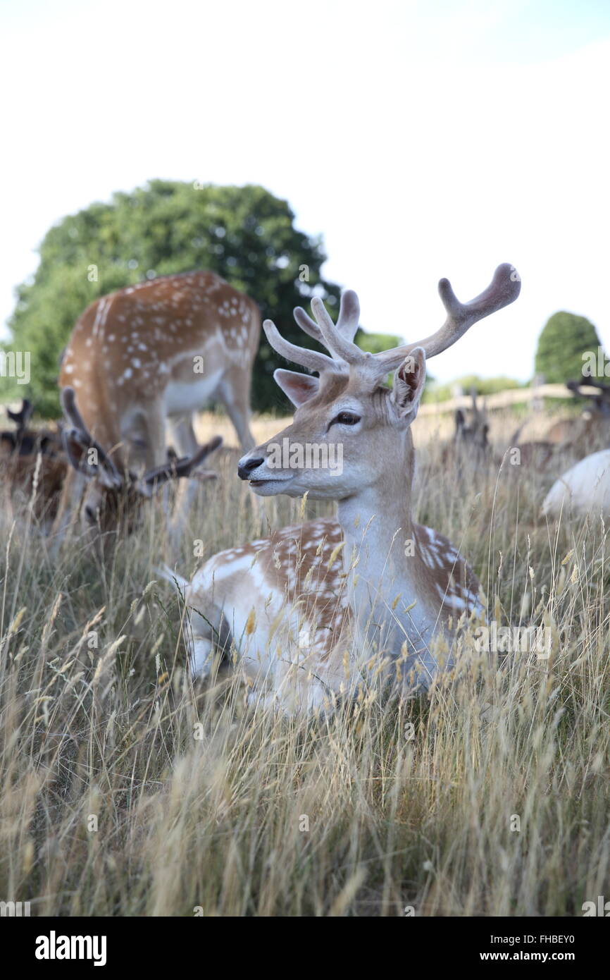 Pretty fallow deer grazing in Royal Bushy Park, in Richmond, London, UK ...