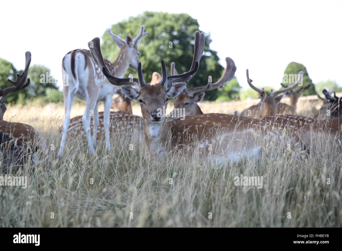 Pretty fallow deer grazing in Royal Bushy Park, in Richmond, London, UK ...