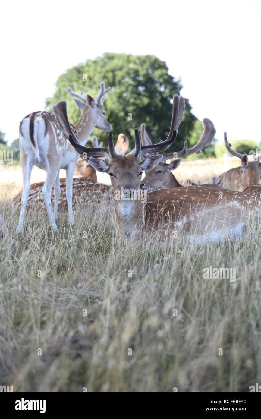 Bushy park hi-res stock photography and images - Alamy