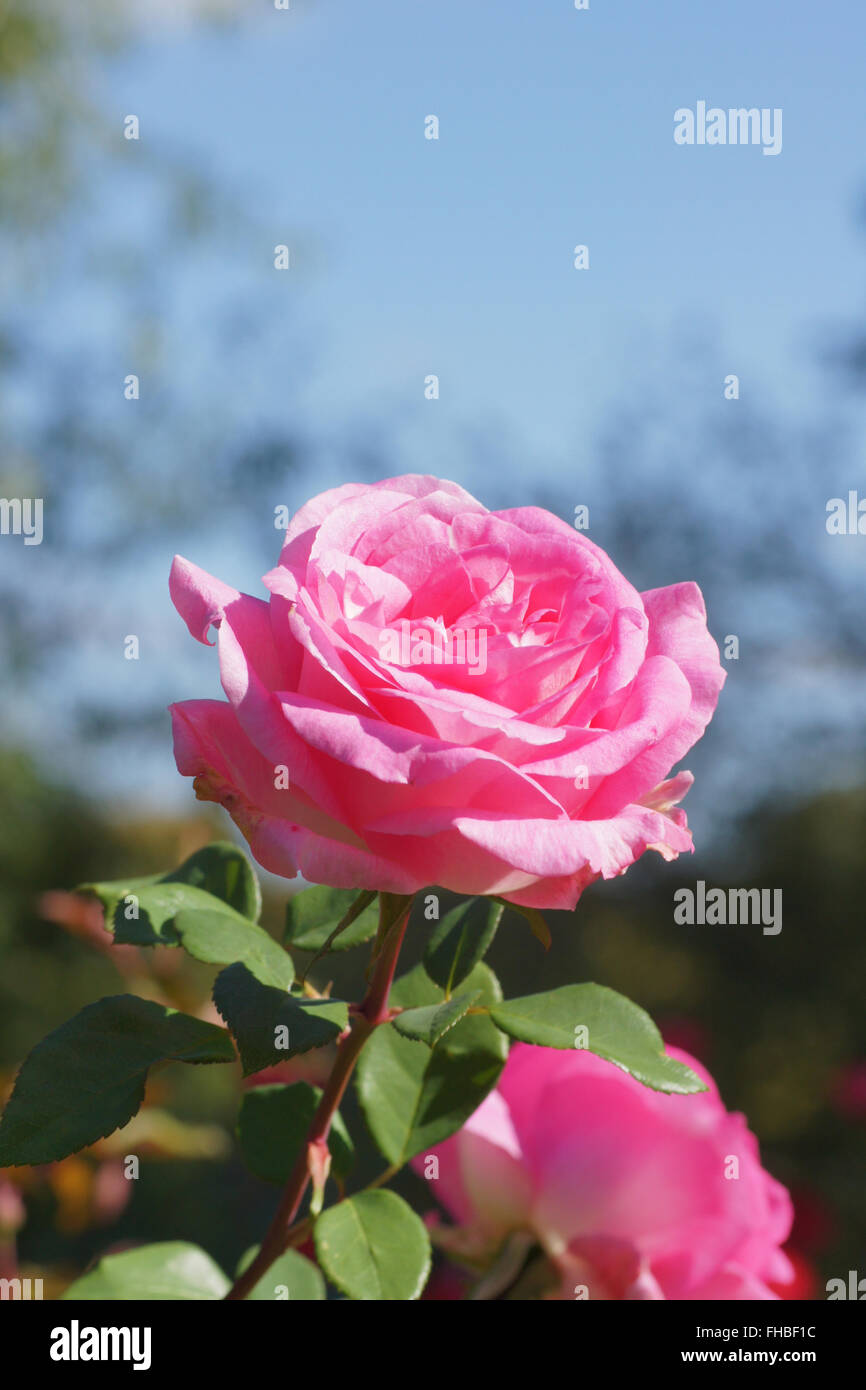 Rosa Beverly, Hybrid-rose Stock Photo - Alamy