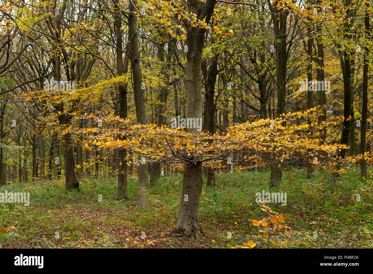 Autumn colour in the Wyre Forest near Kidderminster, Worcestershire ...