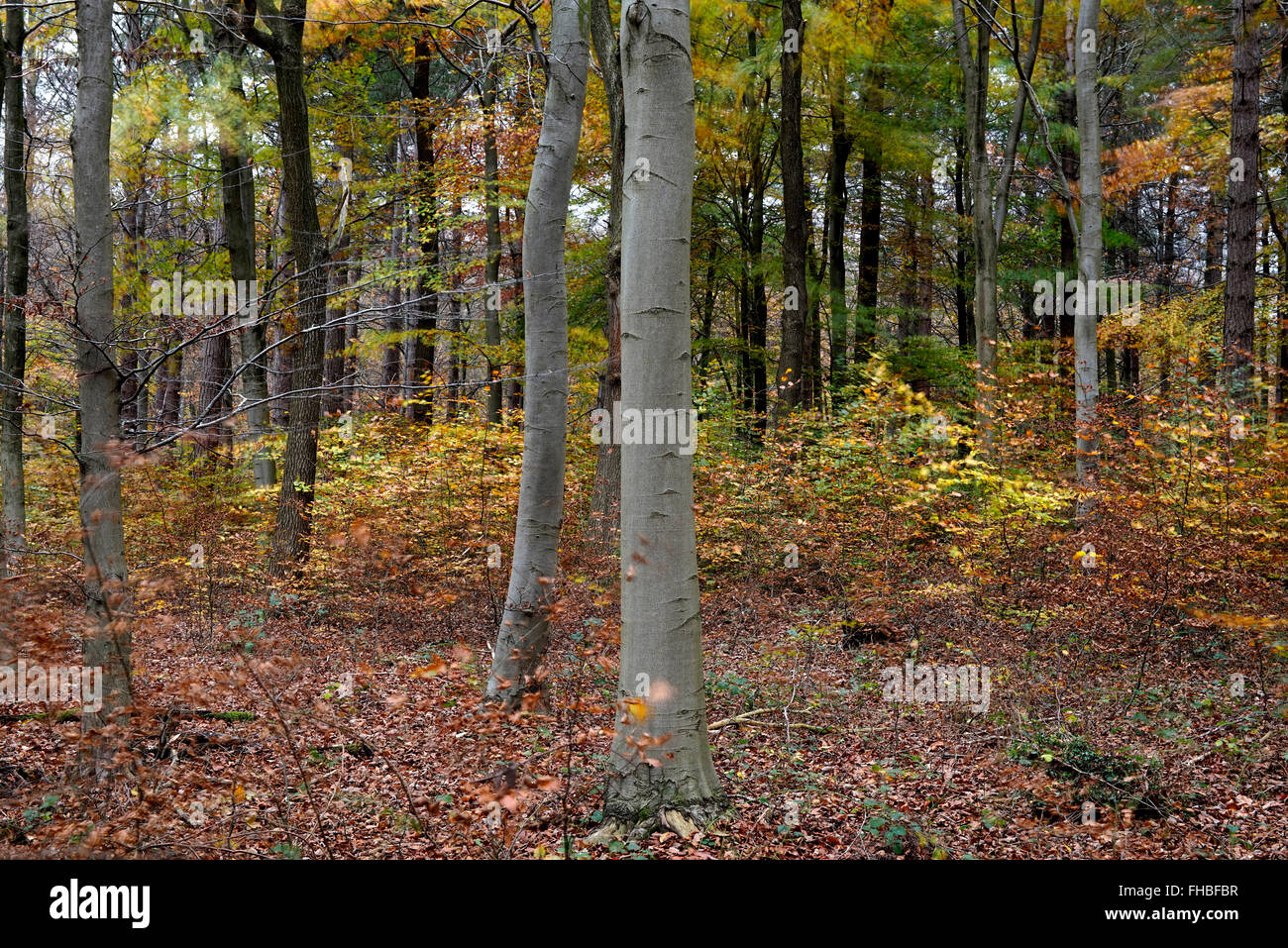 Autumn colour in the Wyre Forest near Kidderminster, Worcestershire ...