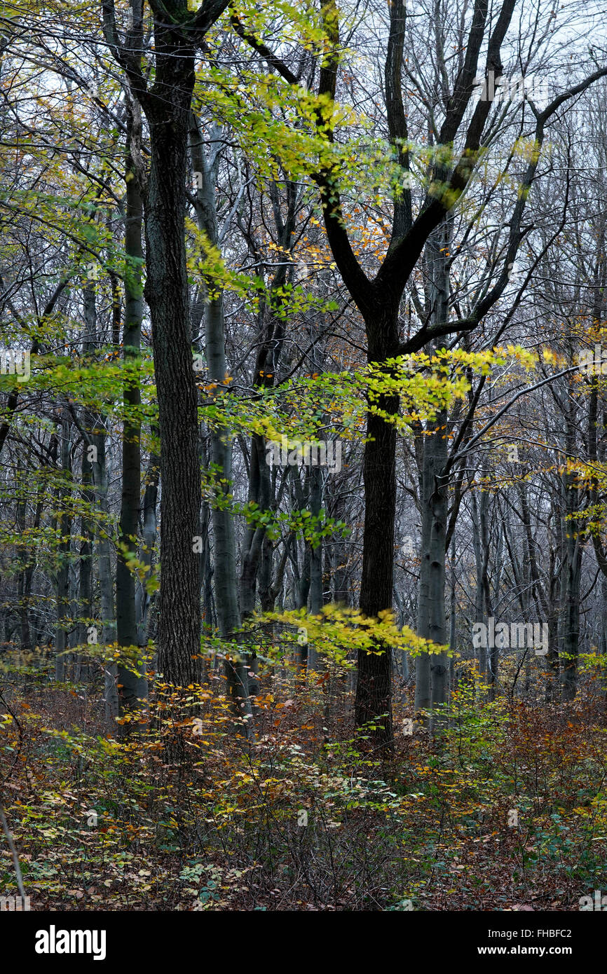 Autumn colour in the Wyre Forest near Kidderminster, Worcestershire ...