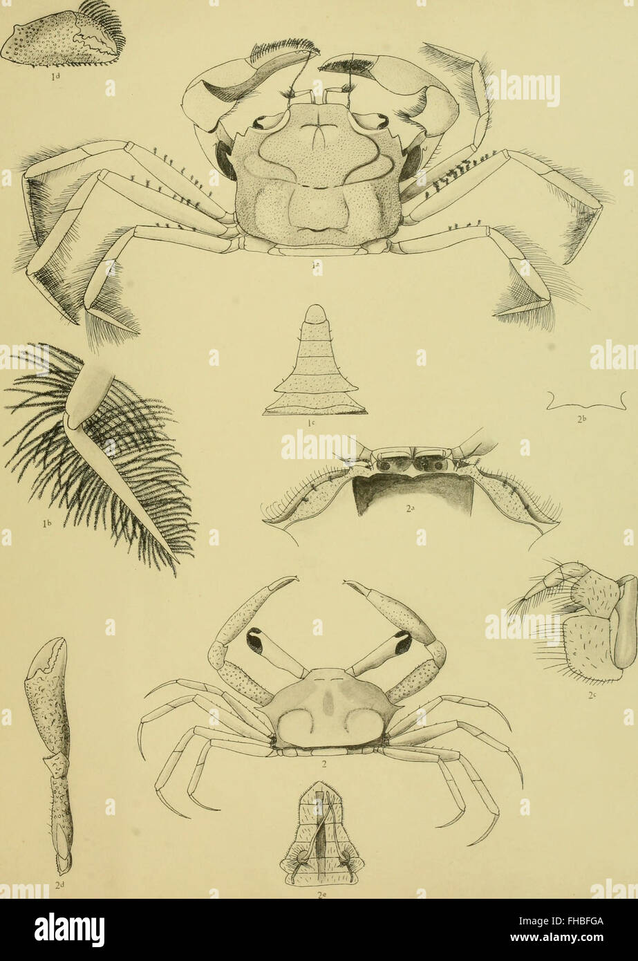 The Decapoda Brachyura of the Siboga Expedition (1918 Stock Photo - Alamy
