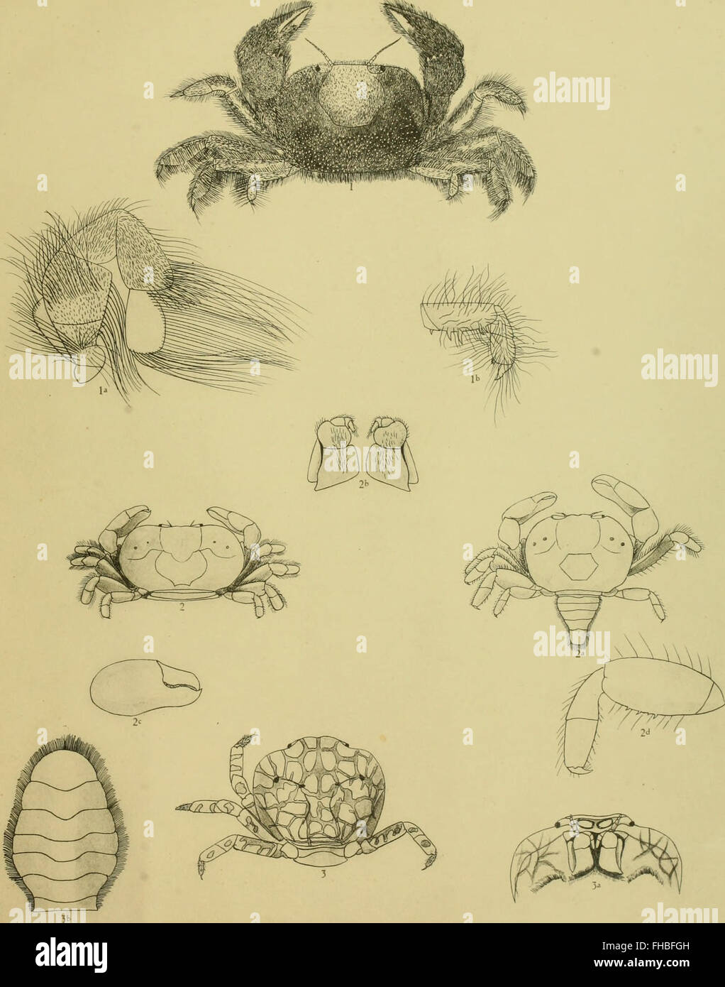 A 1918 study documenting the decapod crustaceans (Brachyura) collected ...