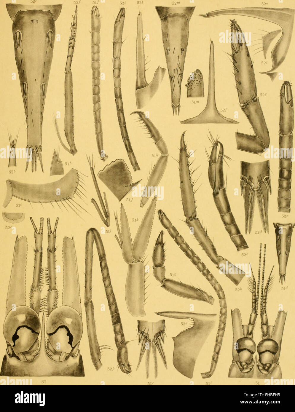 The Decapods of the Siboga Expedition (1911): A study of decapod ...