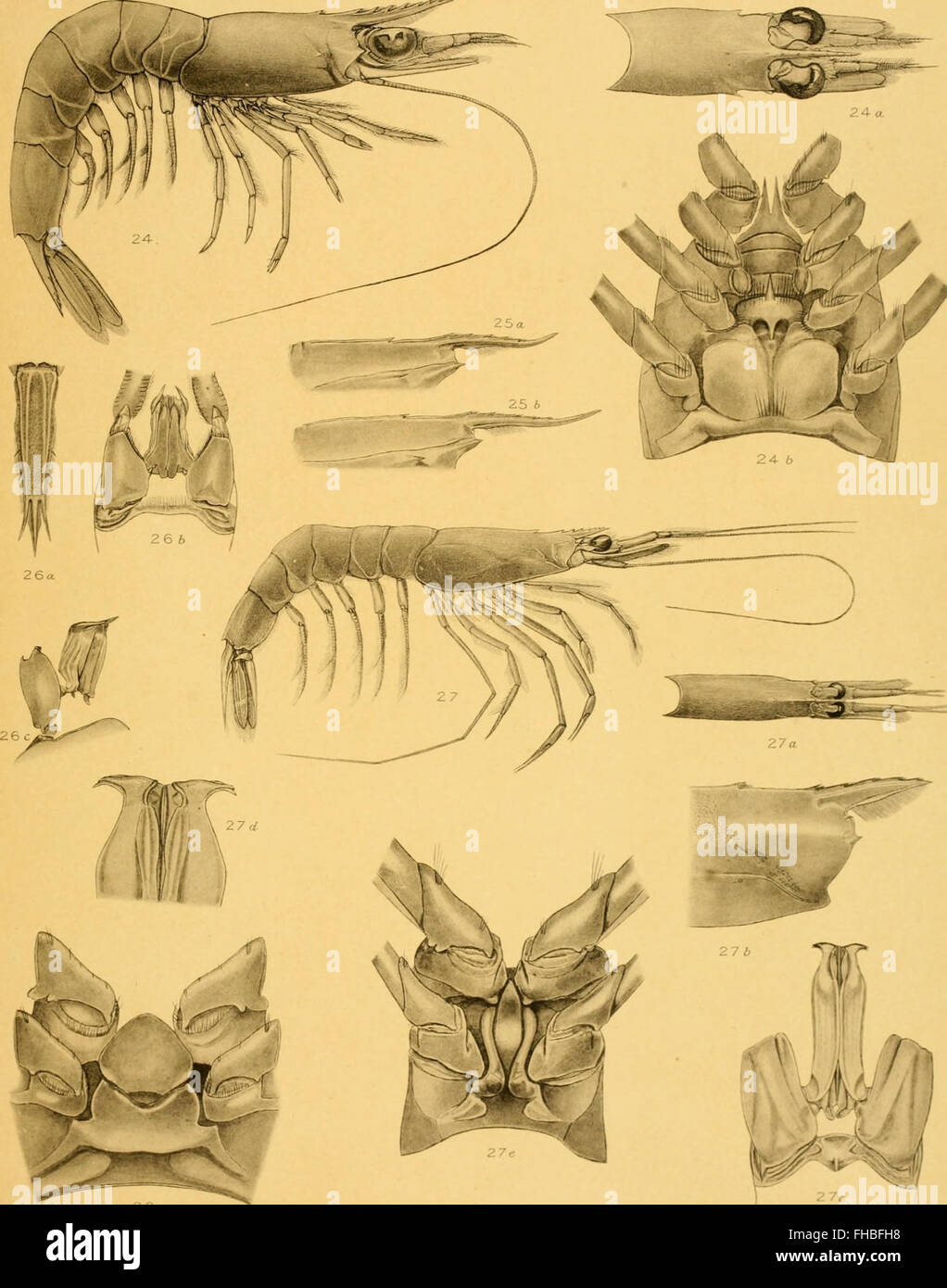 A detailed study on the decapod species collected during the Siboga ...