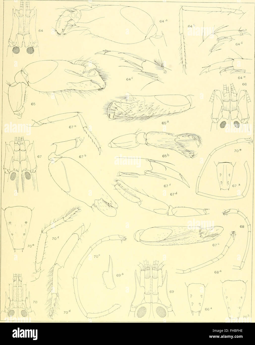 A study of the decapod species collected during the Siboga Expedition ...
