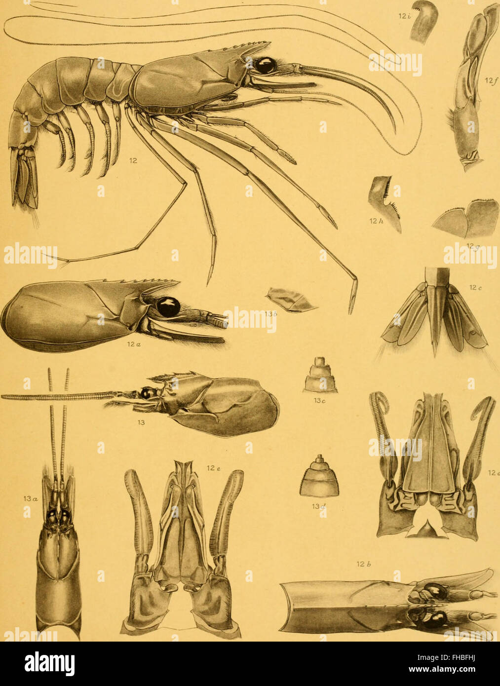 A study of the decapod crustaceans collected during the Siboga ...