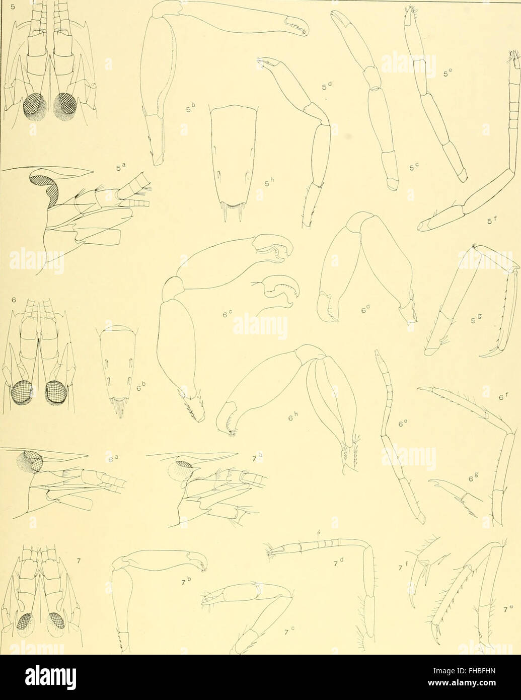 The Decapoda of the Siboga Expedition, a 1911 study detailing the ...
