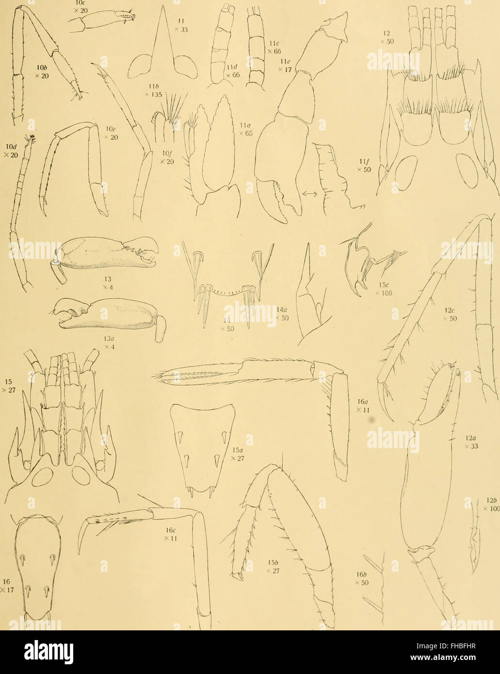 A detailed study of the decapod crustaceans collected during the Siboga ...