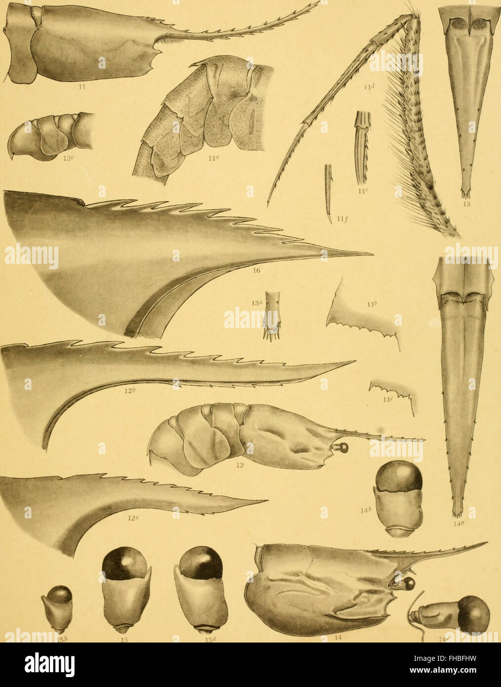 A study of the decapod crustaceans collected during the Siboga ...