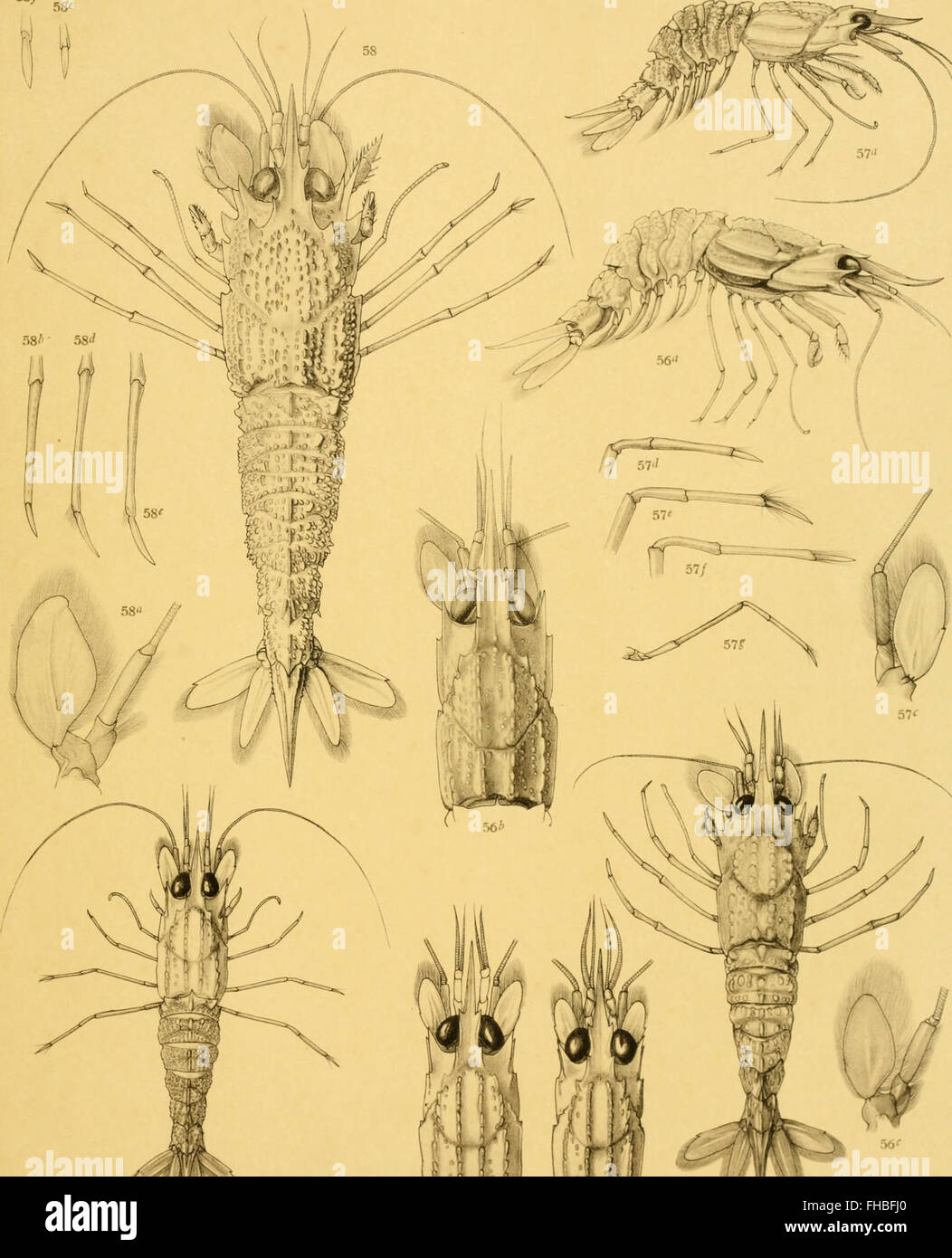 A scientific study of decapod crustaceans collected during the Siboga ...