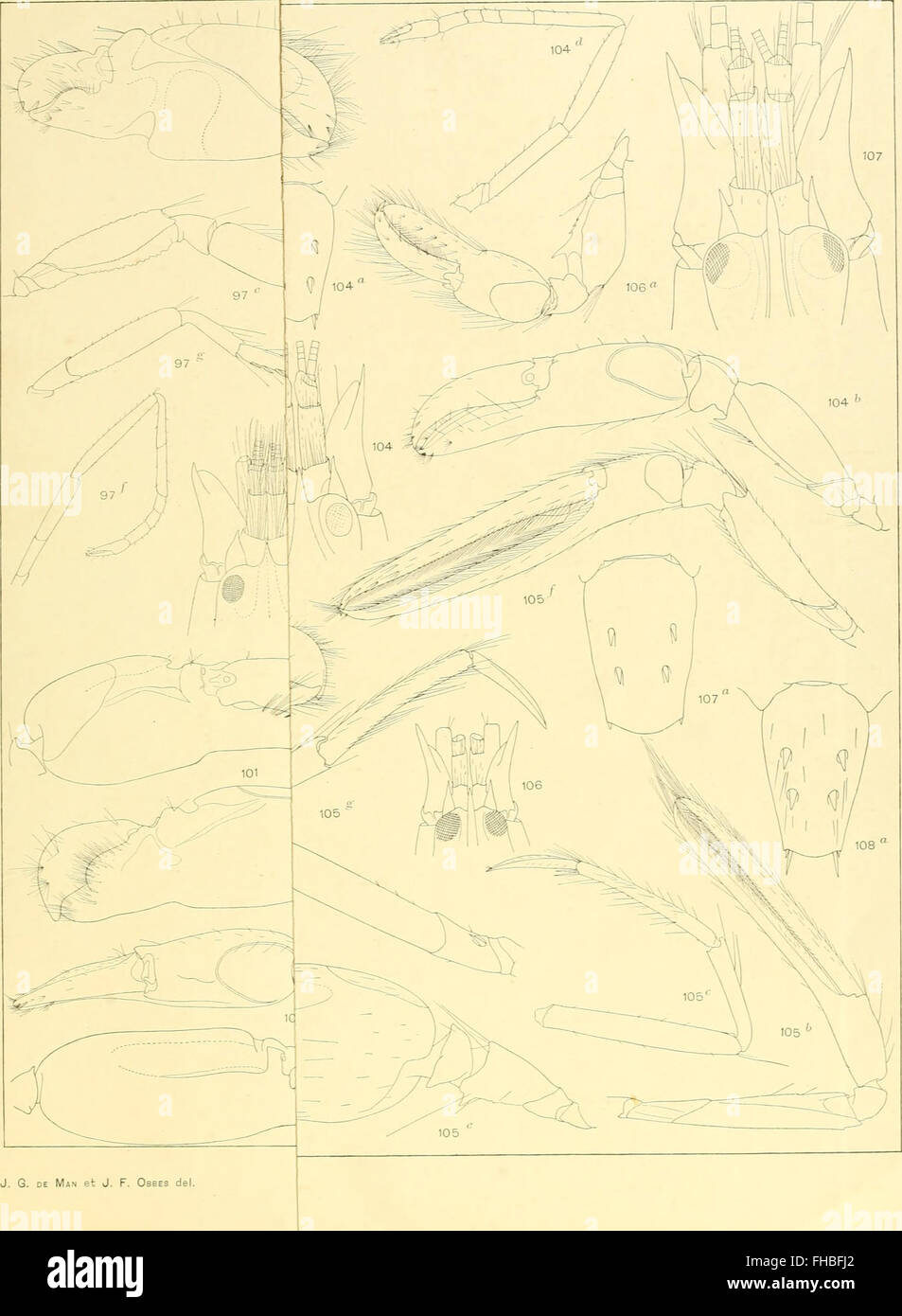 The Decapods of the Siboga Expedition (1911 Stock Photo - Alamy