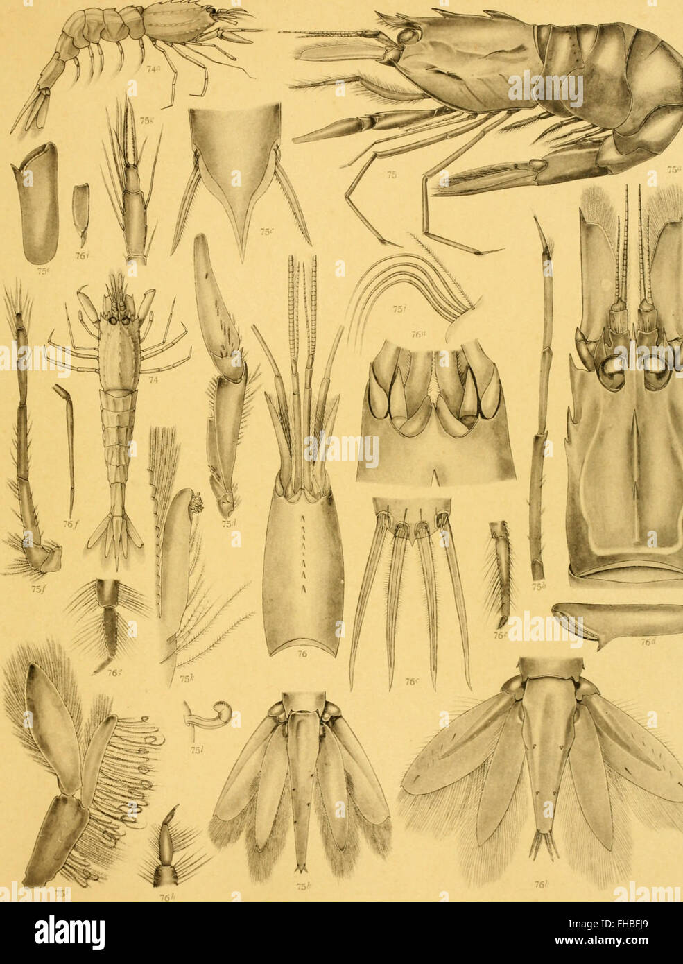 A scientific study on the decapod crustaceans discovered during the ...