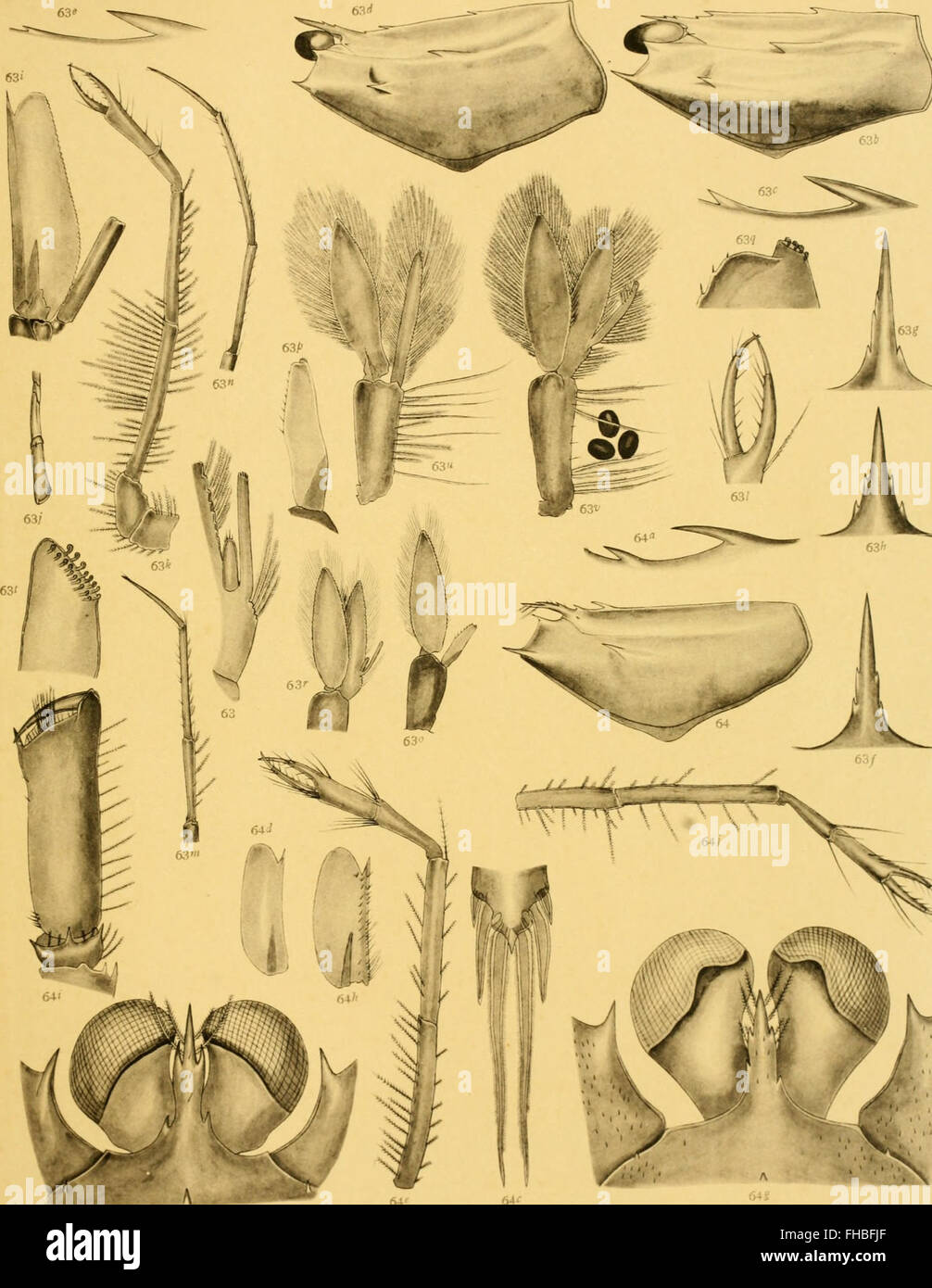 A detailed study of the Decapoda crustaceans collected during the ...