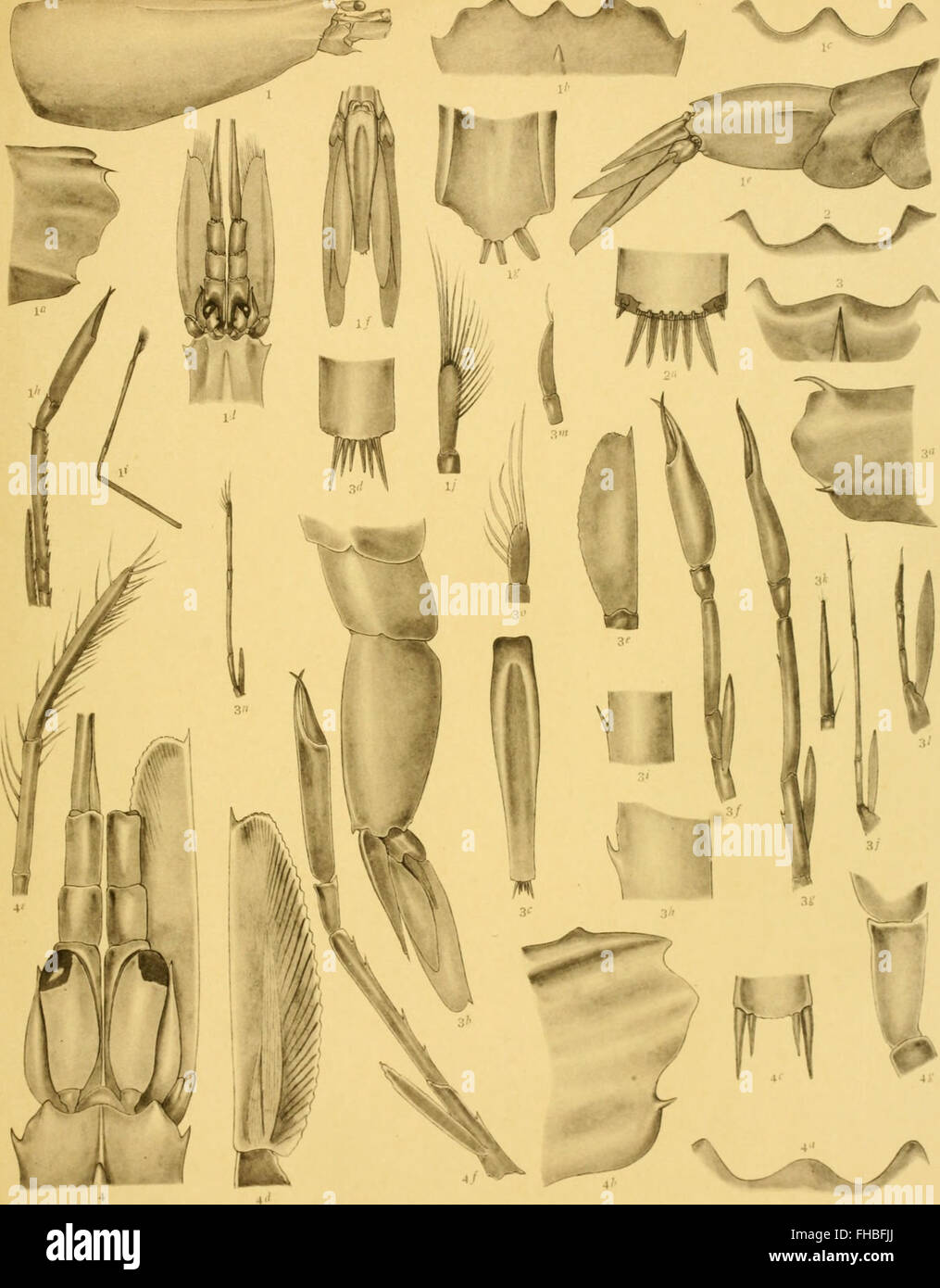 An extensive study on decapod crustaceans collected during the Siboga ...