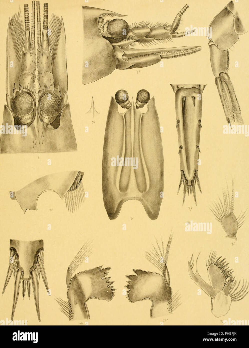 The Decapoda of the Siboga Expedition (1911), a comprehensive study on ...