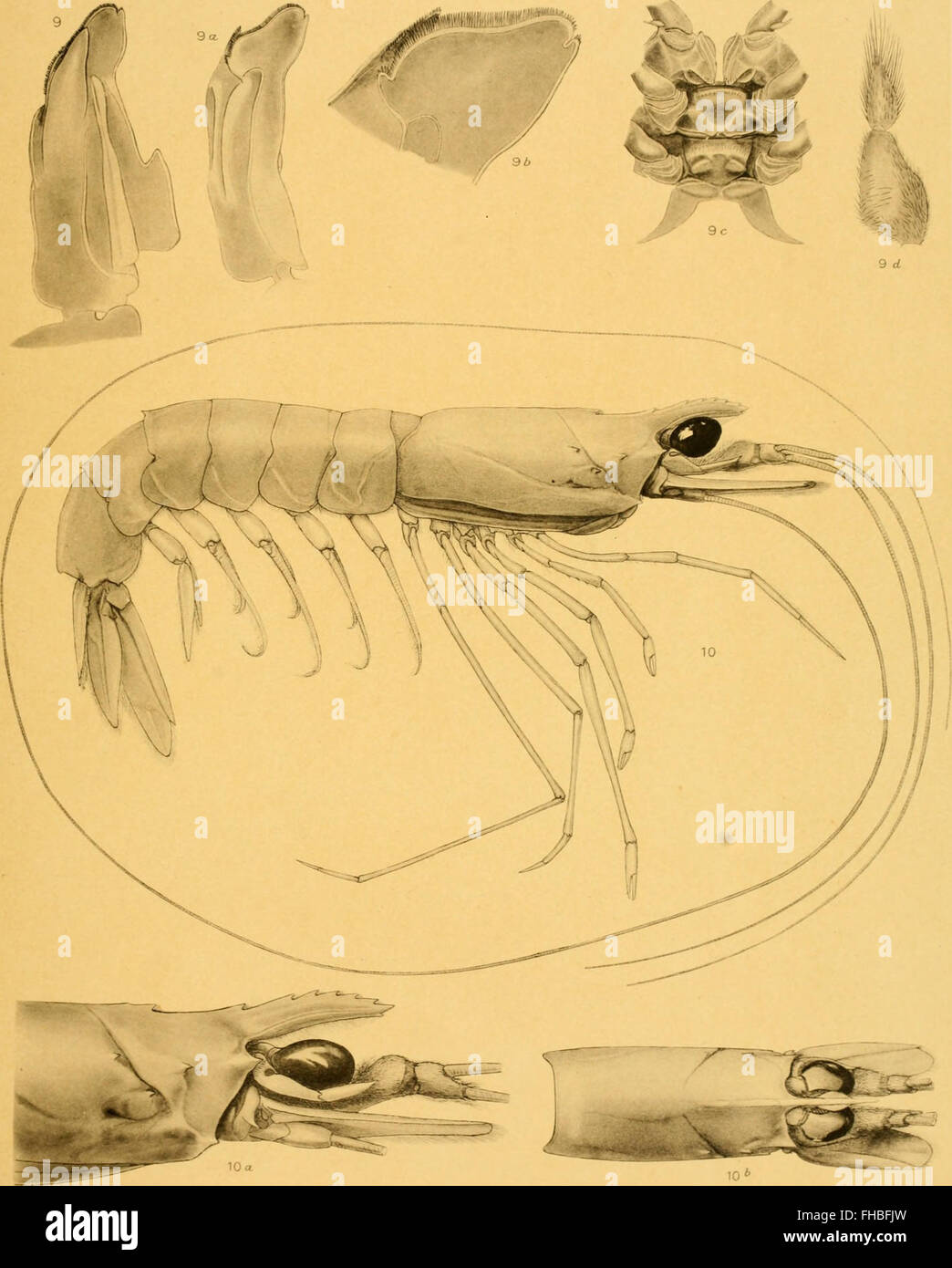 This 1911 work details the decapod crustaceans discovered during the ...