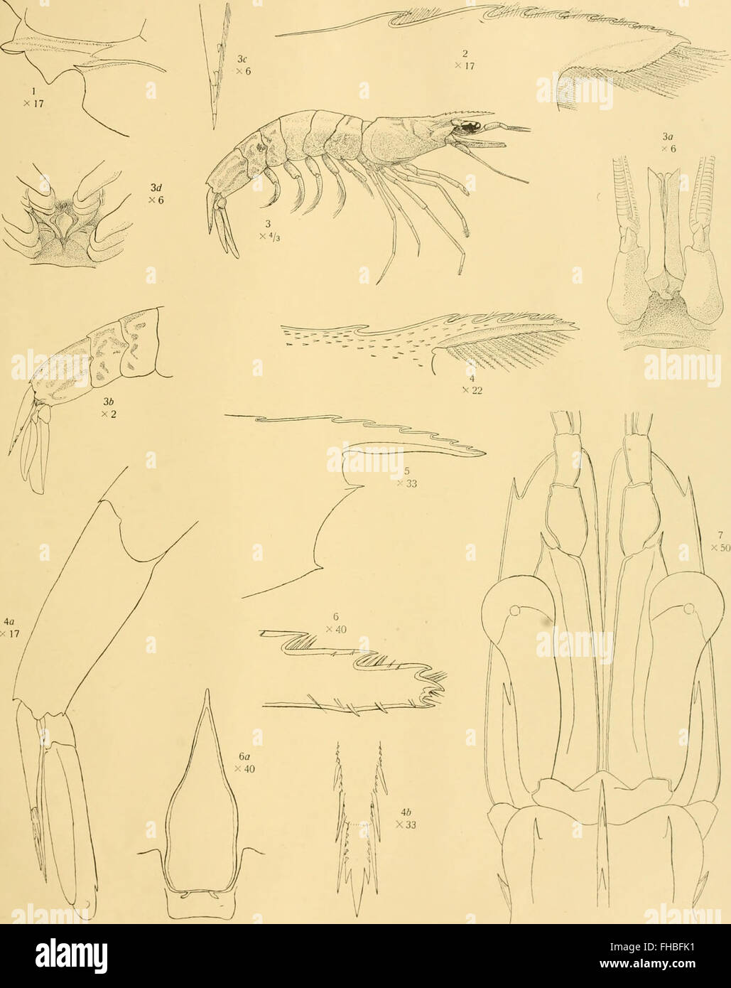A study of decapod crustaceans collected during the 1911 Siboga ...